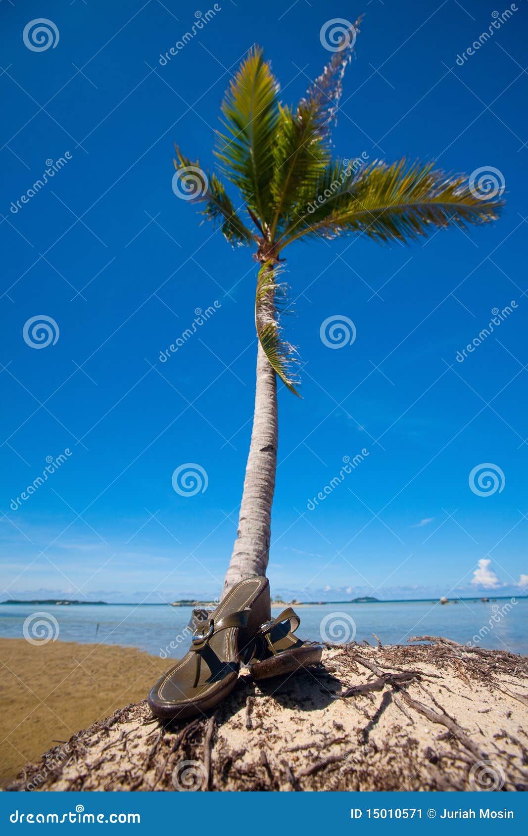 Bending Coconut Tree by a Tropical Beach Stock Image - Image of clear ...