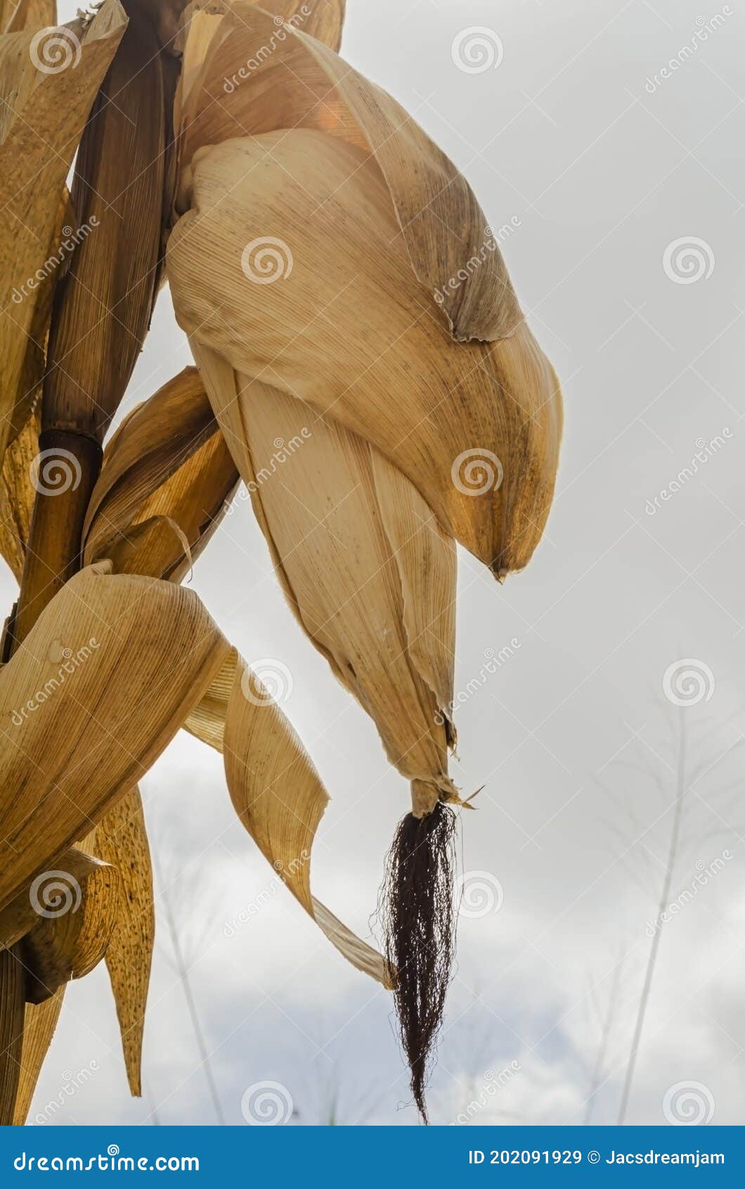Dried Corn Hanging from Its Tree Stock Image - Image of growth, harvest ...