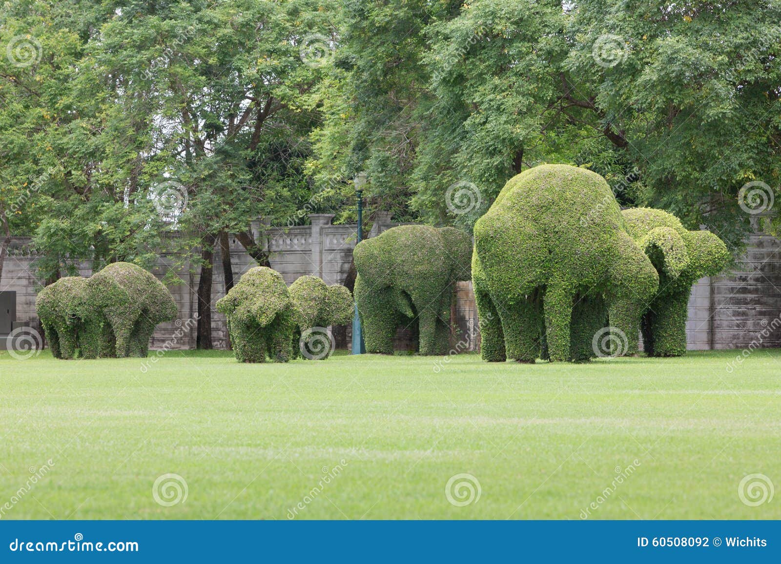 Bending elephant trees stock photo. Image of plant, family - 60508092
