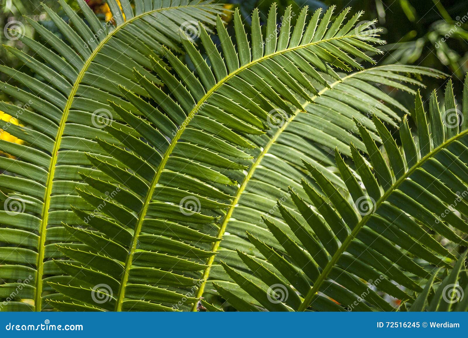 Bending Ferns Royalty-Free Stock Photography | CartoonDealer.com #72516245
