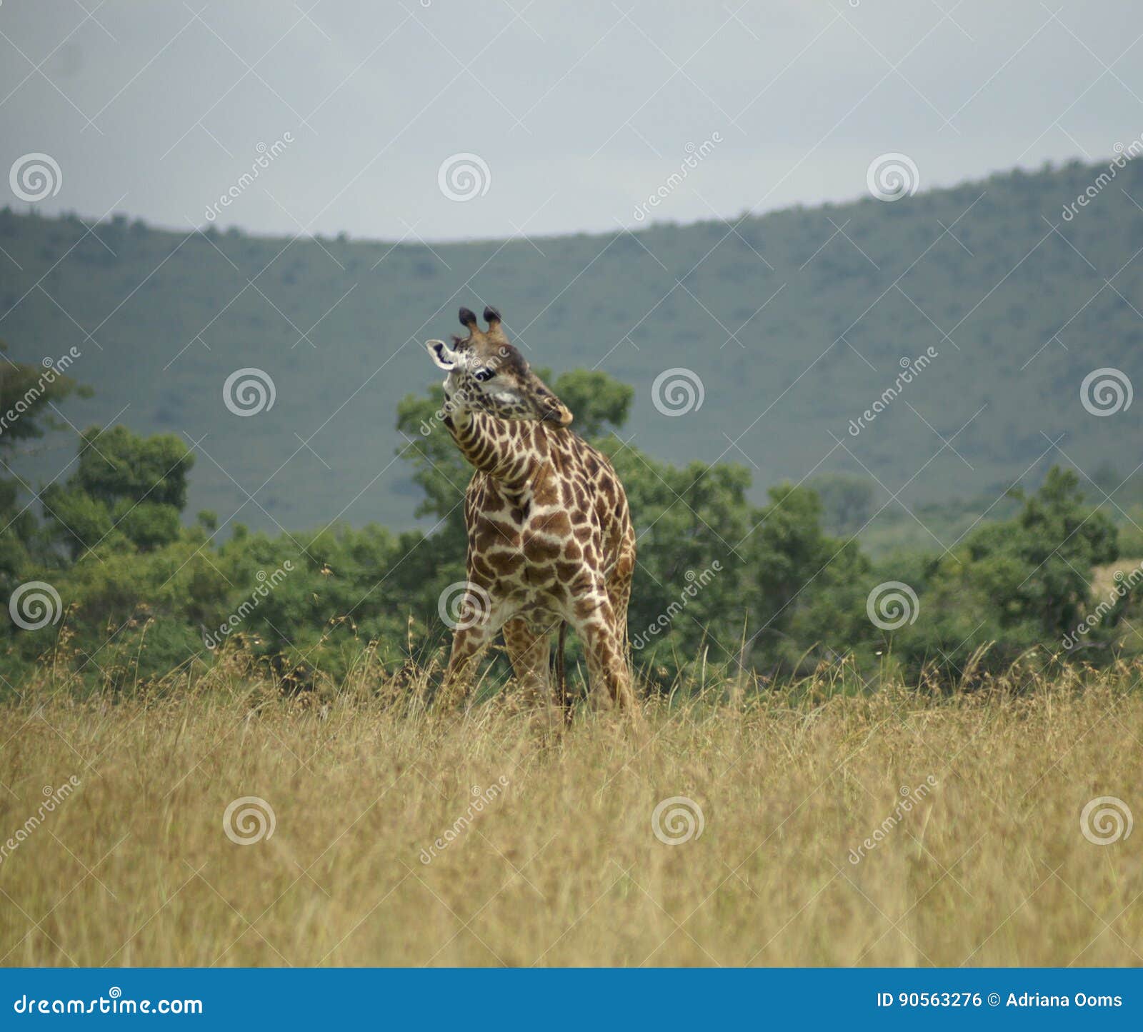 Bending giraffe stock photo. Image of drive, kenya, reticulated - 90563276