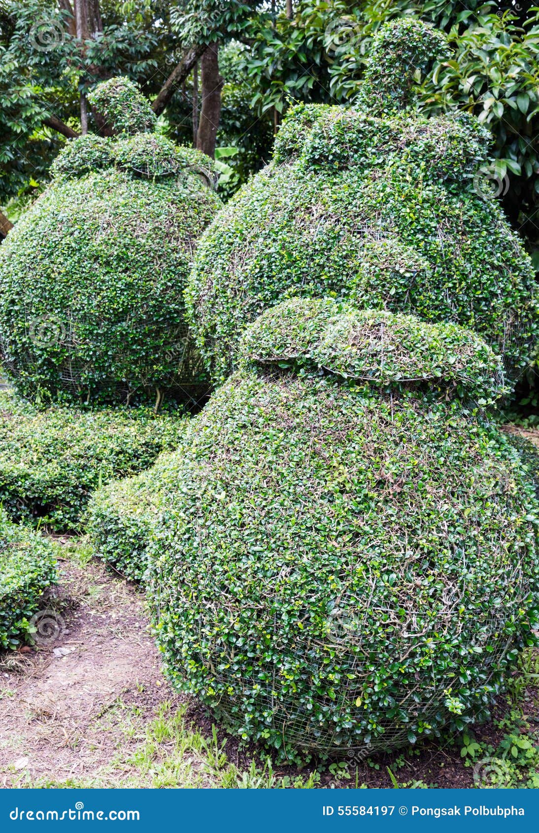 Bending mangosteen tree stock image. Image of botany - 55584197