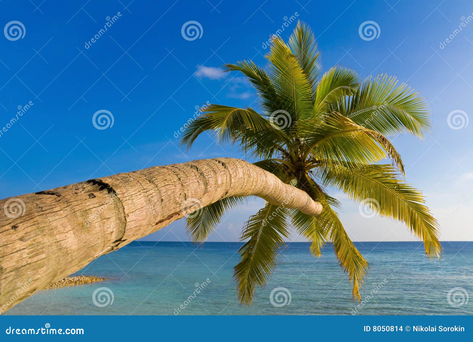 Bending Palm Tree on Tropical Beach Stock Photo - Image of bend ... Bending Palm Tree on Tropical Beach Stock Photo - Image of bend ...