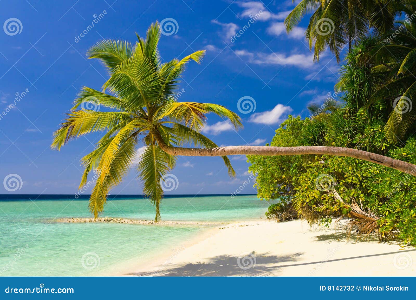 Bending Palm Tree on Tropical Beach Stock Photo - Image of coastline ... Bending Palm Tree on Tropical Beach Stock Photo - Image of coastline ...