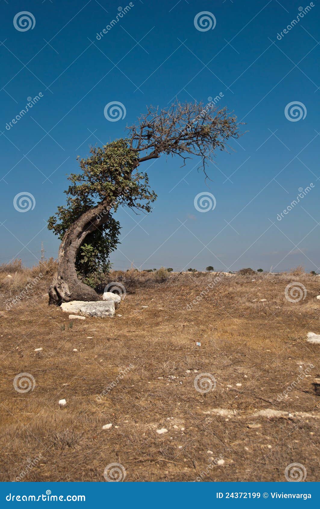 273 Bending Tree Wind Photos - Free & Royalty-Free Stock Photos from ...