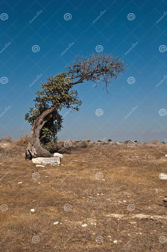 Bending tree stock image. Image of colorful, blue, flora - 24372199