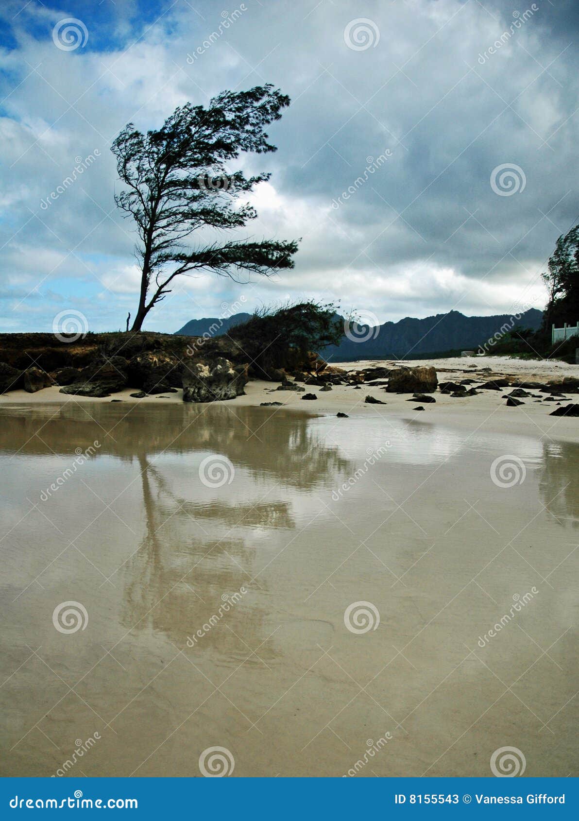 Bending Tree Beach stock image. Image of hawaii, beach - 8155543