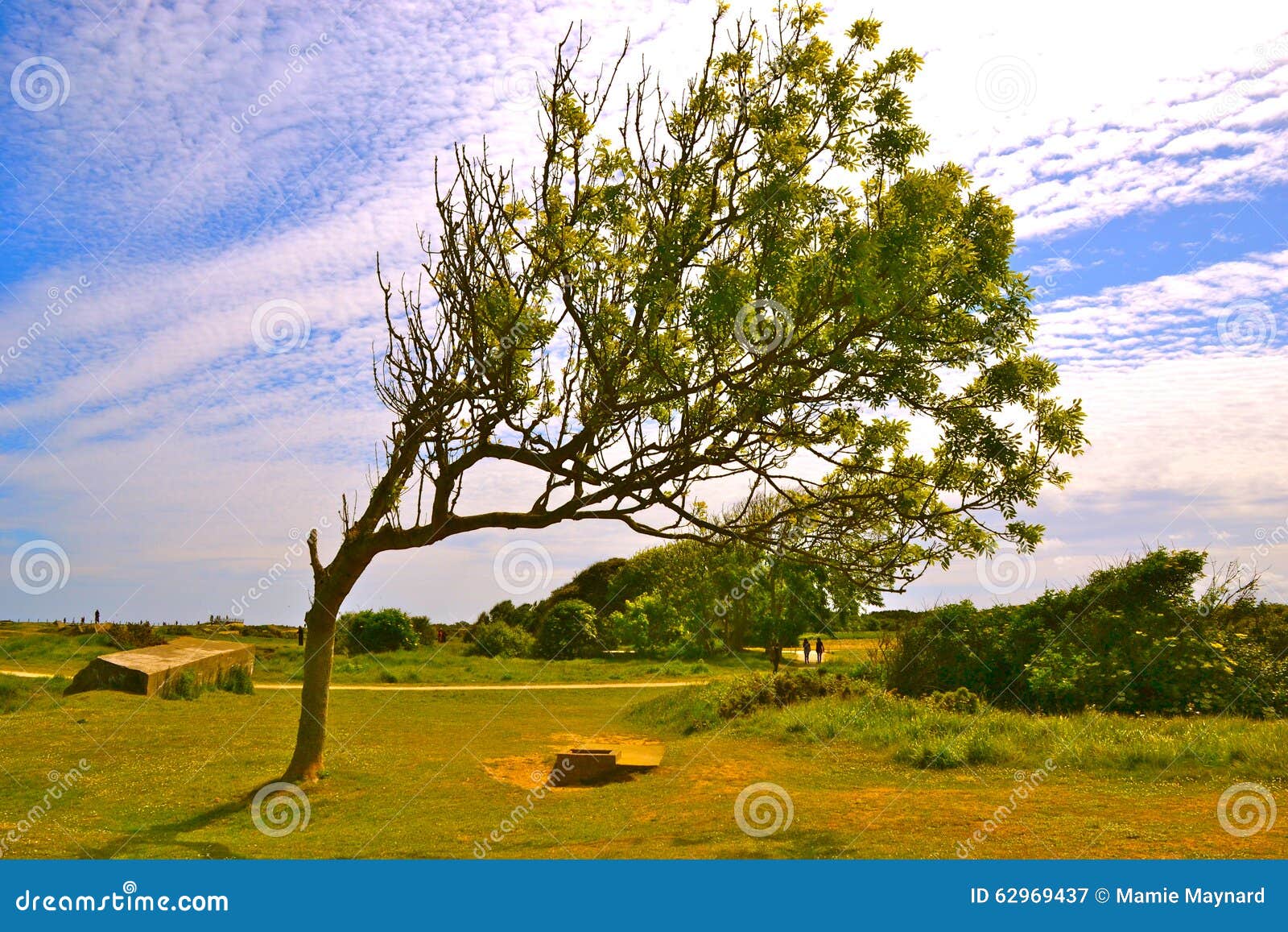 Bending Tree stock image. Image of france, outdoors, wind - 62969437