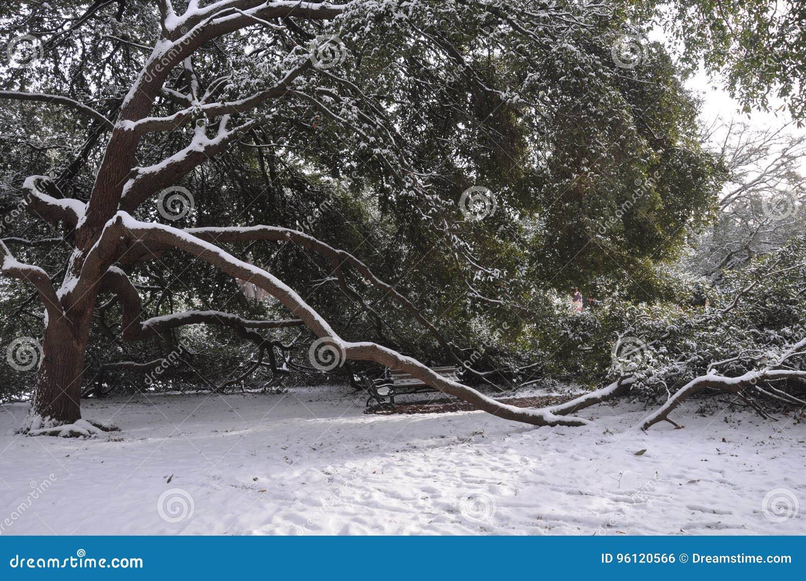 Bending Tree Branches in the Snow Stock Photo - Image of outdoors ...