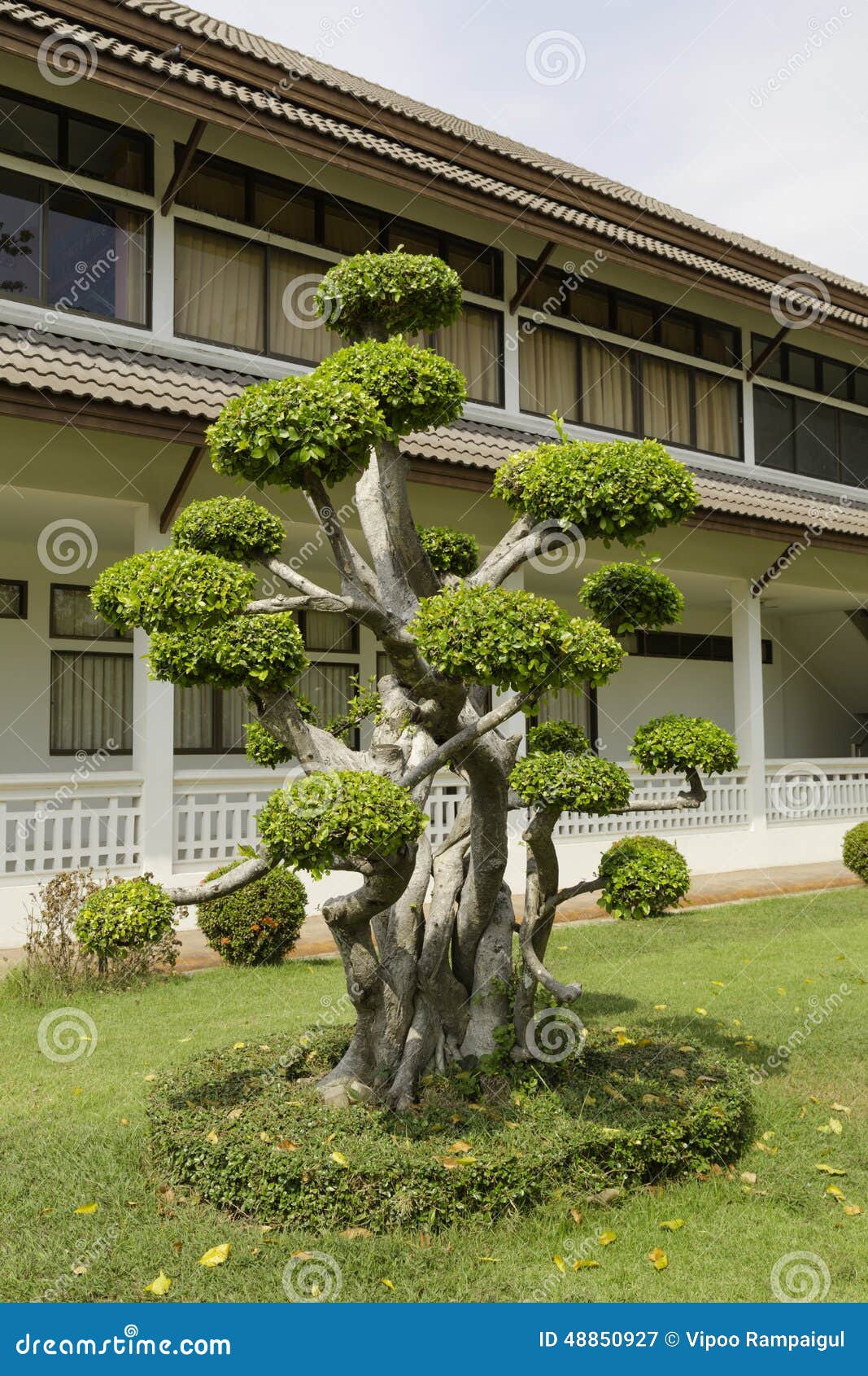 Bending Tree. Stock Photography | CartoonDealer.com #53210432