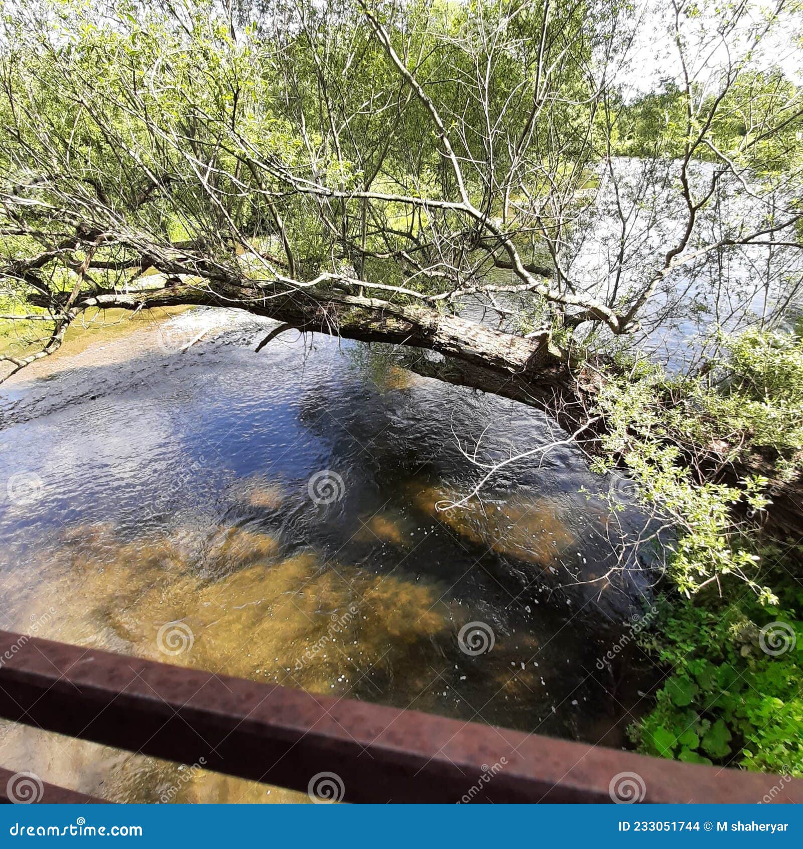 Bending tree over water stock photo. Image of plant - 233051744