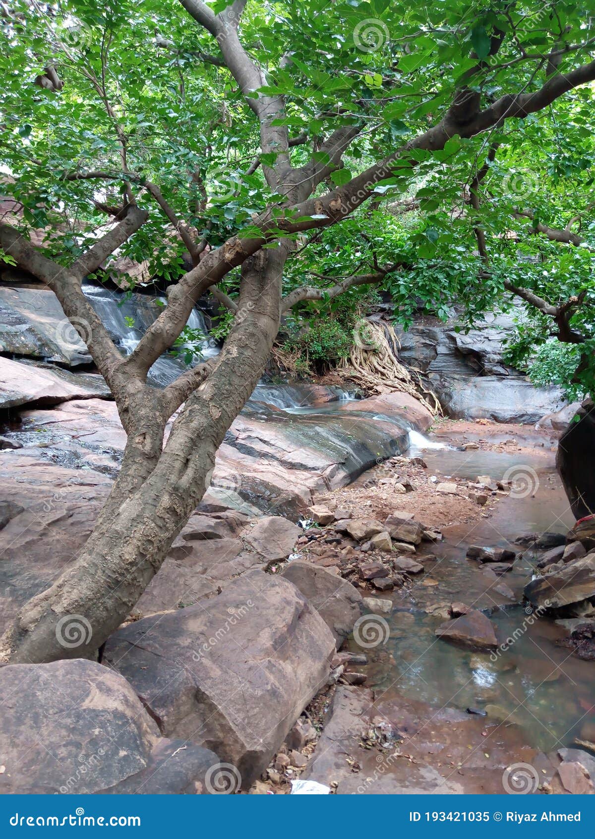 Bending Tree Stock Image | CartoonDealer.com #40668019