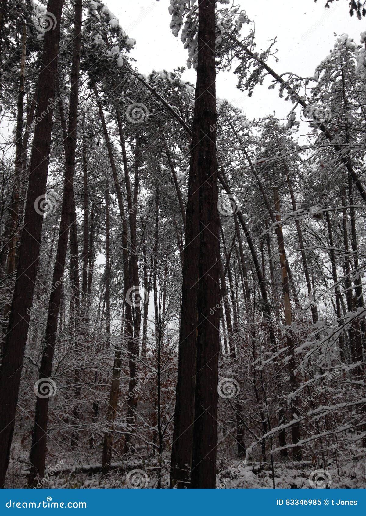 Bending trees stock image. Image of winter, nature, resiliant - 83346985