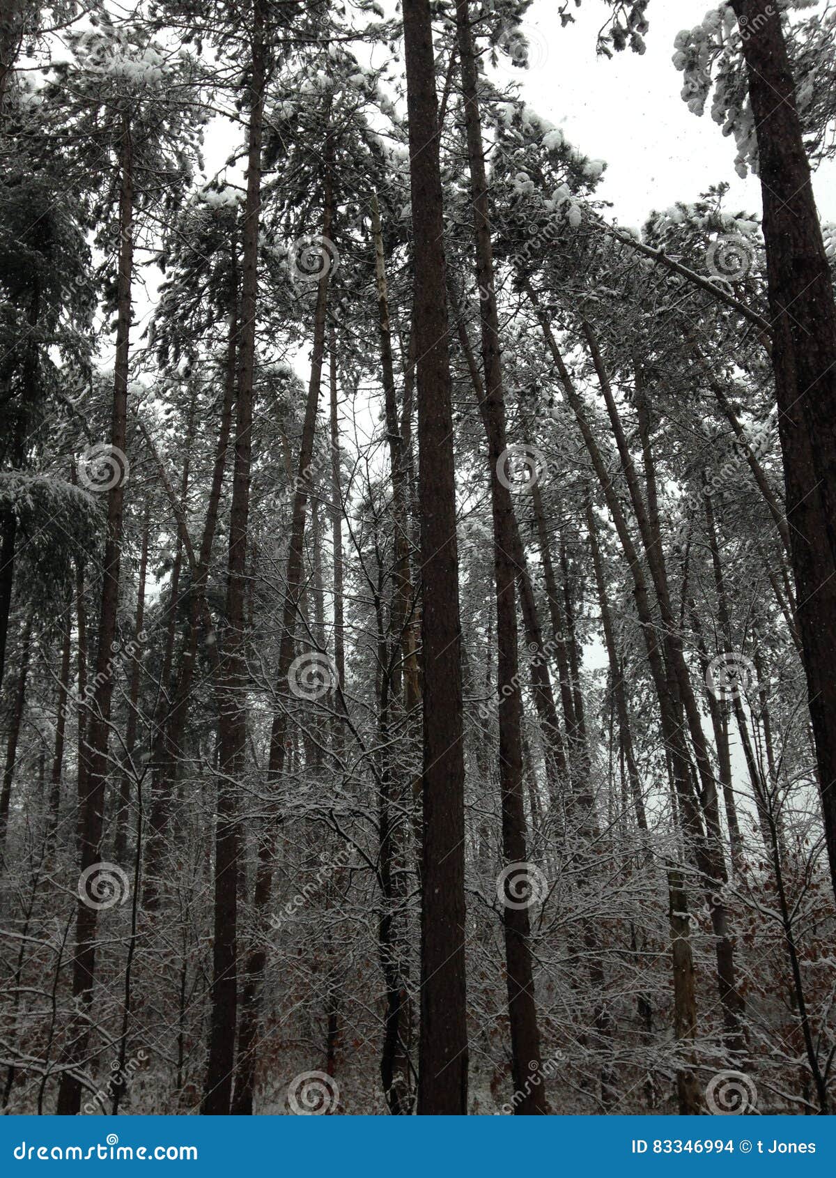 Bending trees stock photo. Image of forest, tree, ecosystem - 83346994