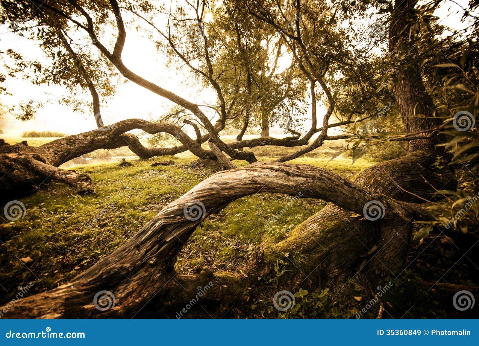 Bending trees stock image. Image of nature, forest, fork - 35360849