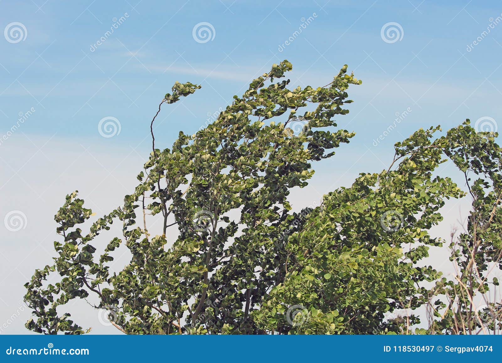 Bending Trees Under the Gust of Wind Stock Image - Image of bending ...