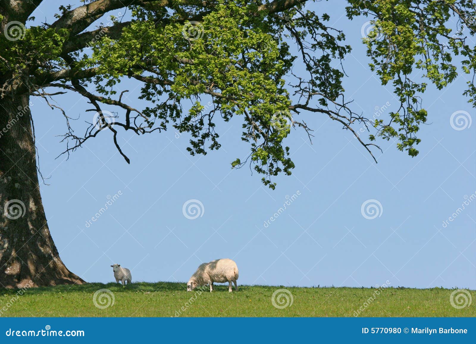 Beneath the Oak Tree stock photo. Image of lumber, natural - 5770980