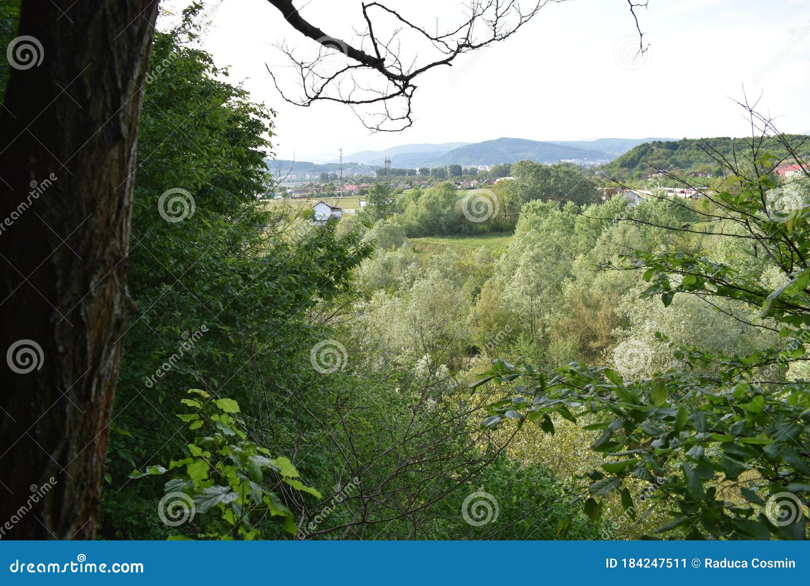 Beneath a Tree in the Woods Stock Image - Image of natural, woods ...