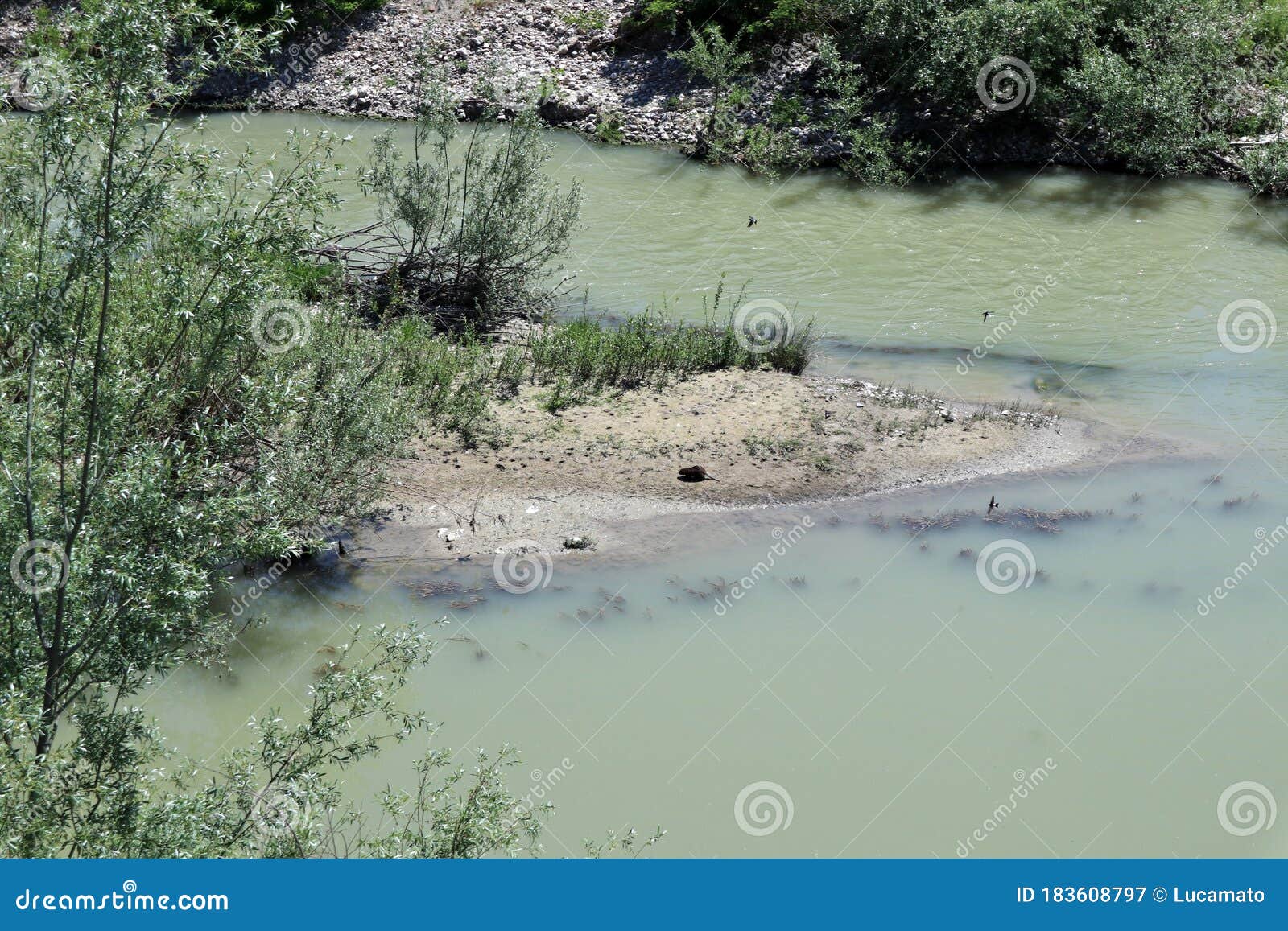 Benevento - Nutria Sul Fiume Calore Stock Image - Image of heat, martin ...