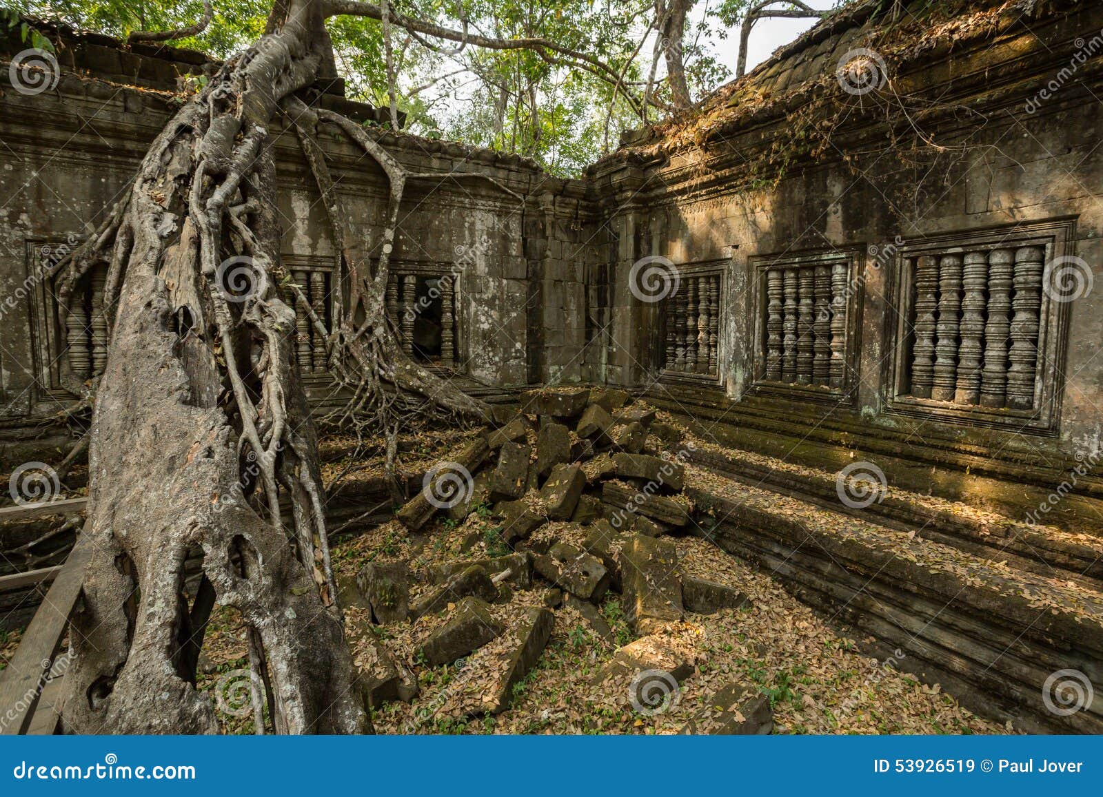 Beng Mealea big tree stock image. Image of beng, traditional - 53926519