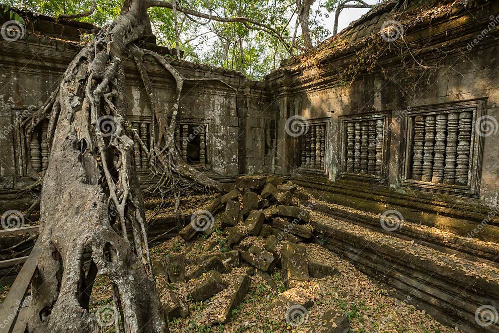 Beng Mealea big tree stock image. Image of beng, traditional - 53926519