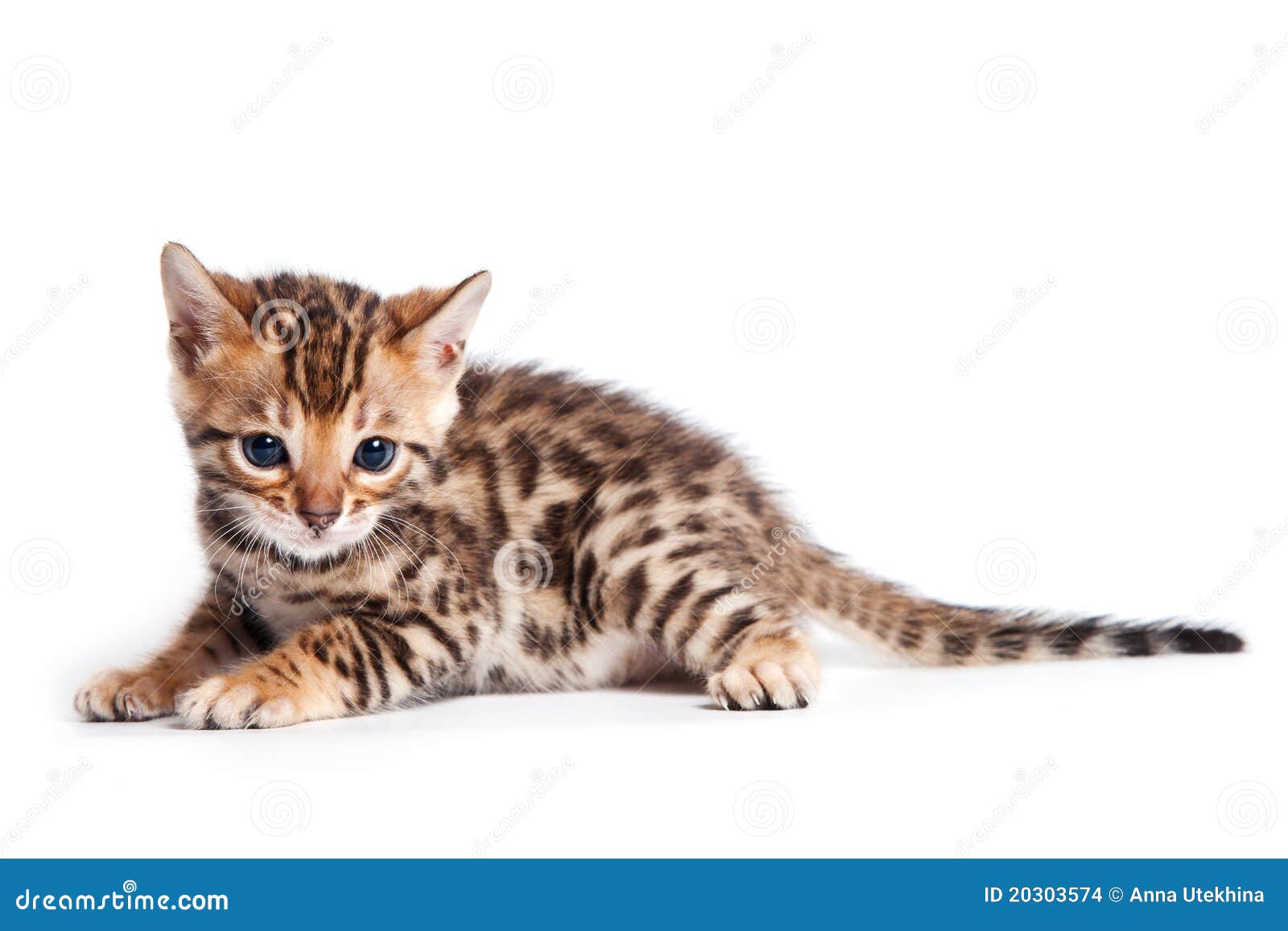 Baby Bengal Kittens