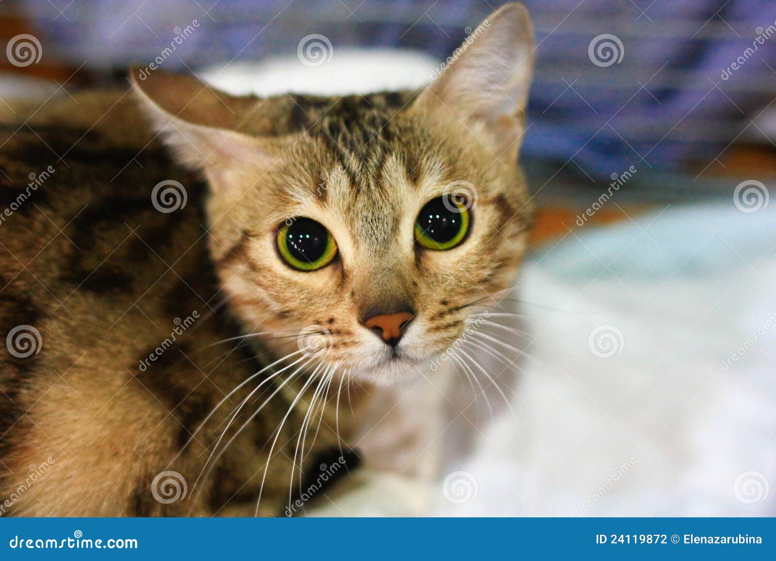 Bengal cat stock photo. Image of eyes, kitty, animal - 24119872