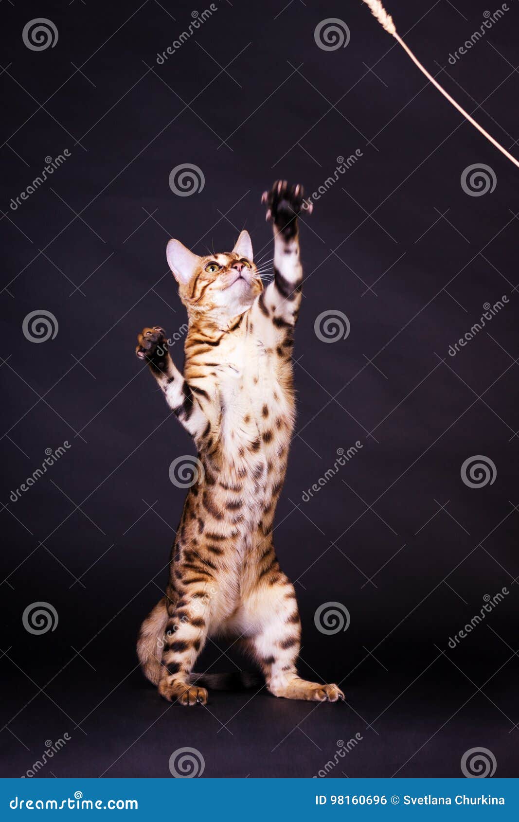 Bengal cat in action stock photo. Image of motion, close - 98160696