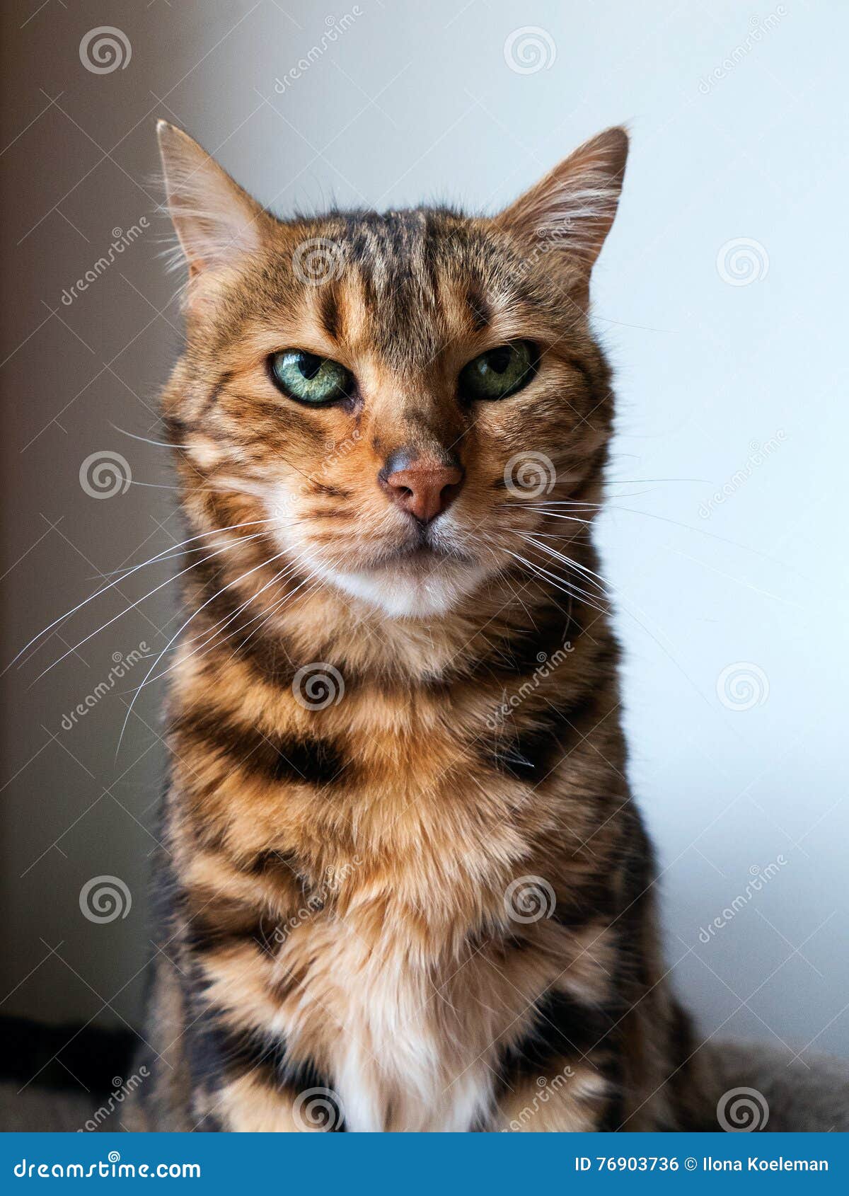 Bengal Cat: Bengal Cat Looking in Camera Taken at Home Stock Photo ...
