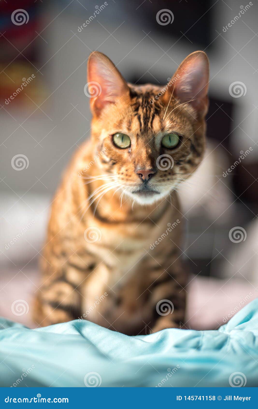 Bengal Cat with Big Yellow Eyes Stock Photo - Image of playing, cuddly ...