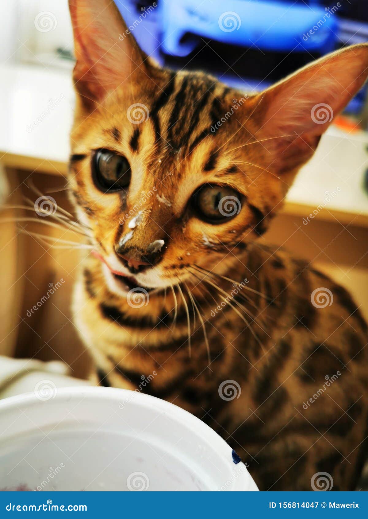 Bengal cat with dirty face stock image. Image of face - 156814047