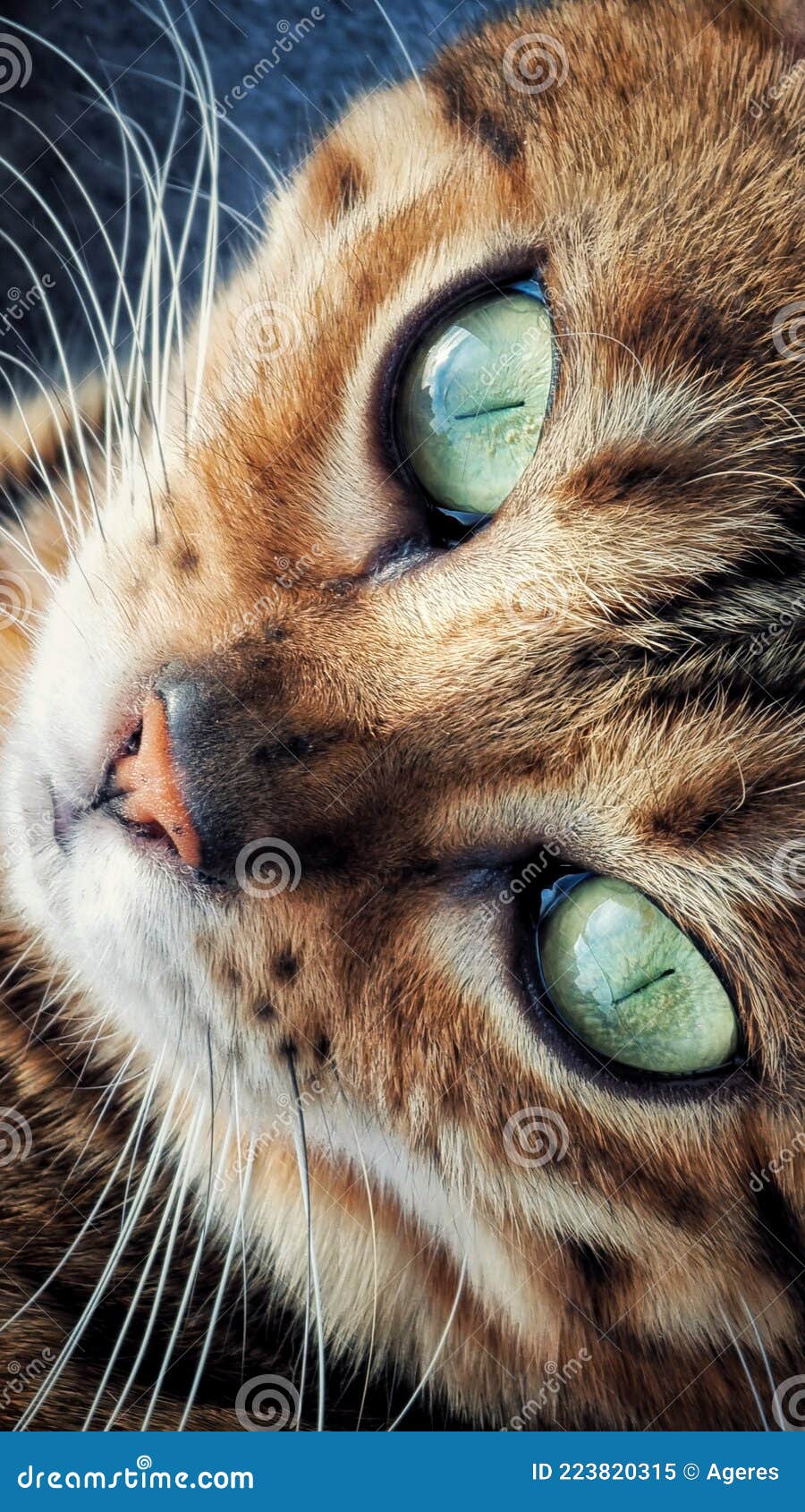 Bengal Cat Face stock image. Image of bengal, animal - 223820315