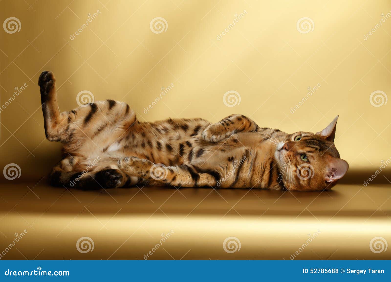 Bengal Cat on Gold Background and Playing Stock Photo - Image of bengal ...
