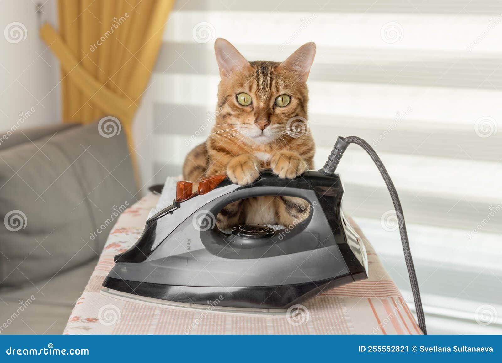 Bengal Cat Holding an Iron with Its Paws Stock Image - Image of ...