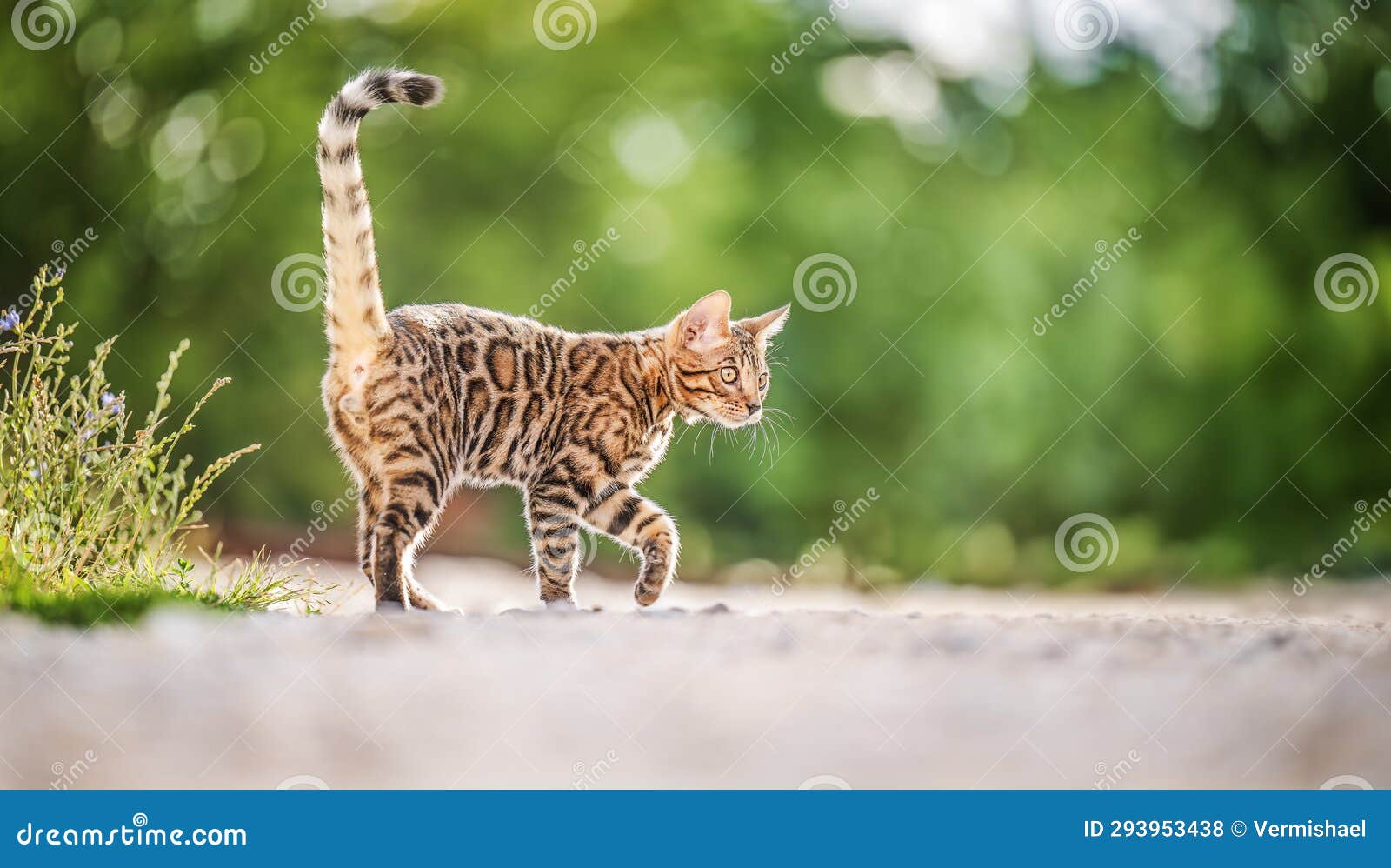 Bengal Cat Hunting and Playing Outdoor Stock Photo - Image of playing ...