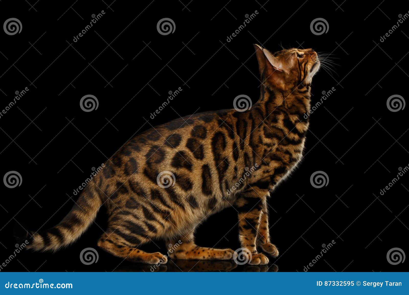 Bengal Cat Hunts In The Apartment. Home Kitten Scared Sitting On The ...