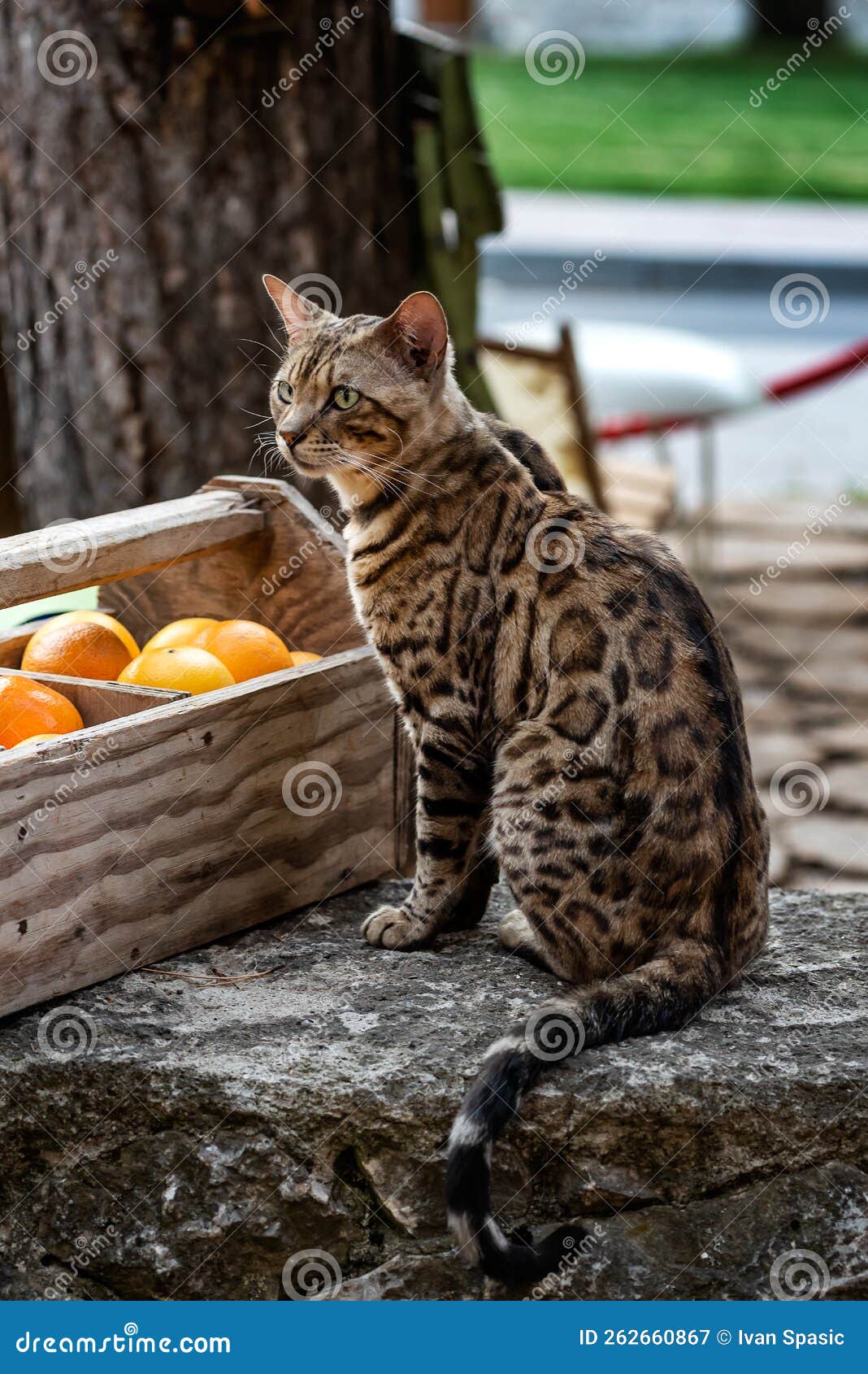 Bengal Cat Also Known As Miniature Leopard Stock Image - Image of ...