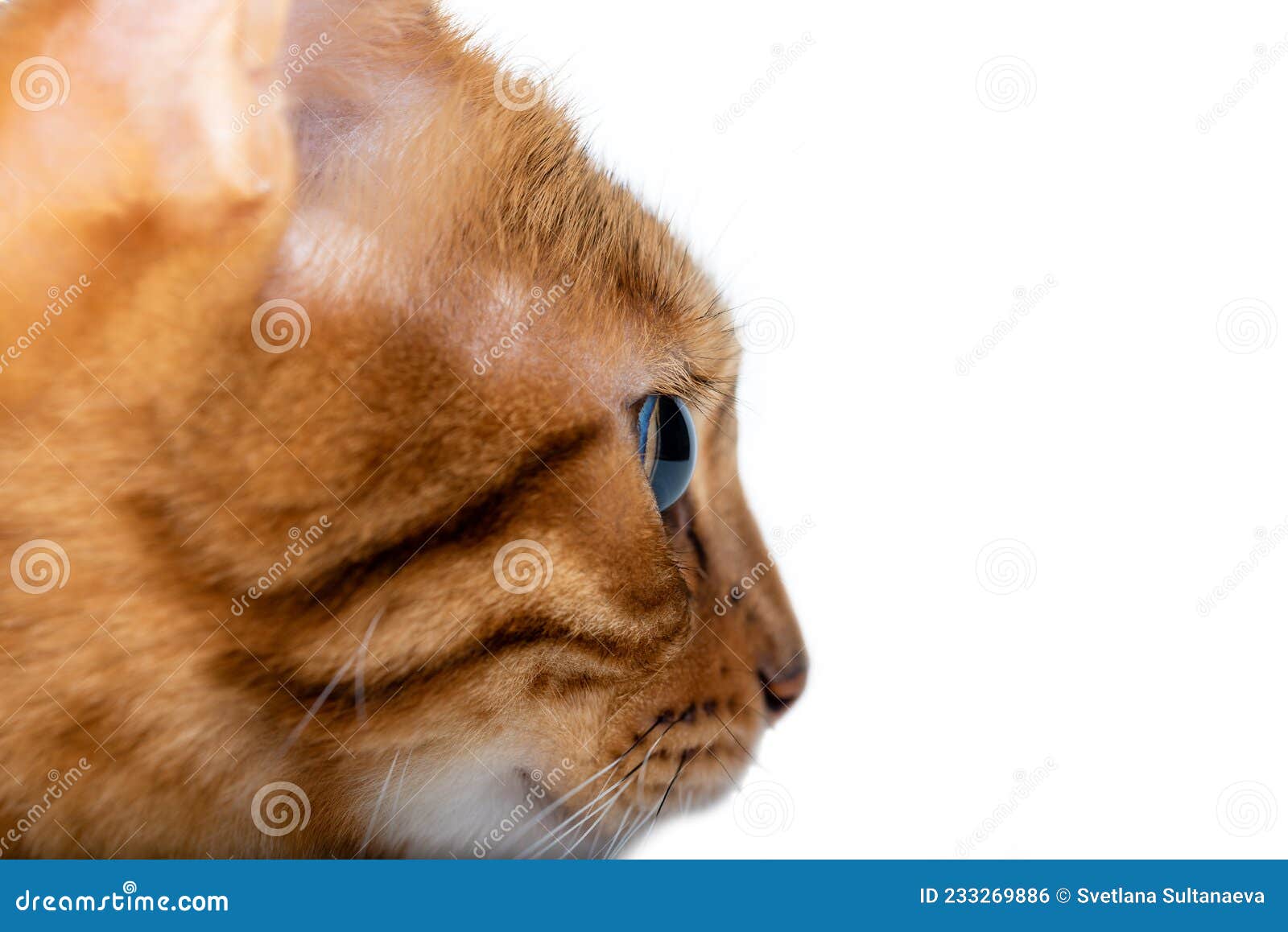Bengal Cat Muzzle Stock Photo | CartoonDealer.com #180671928