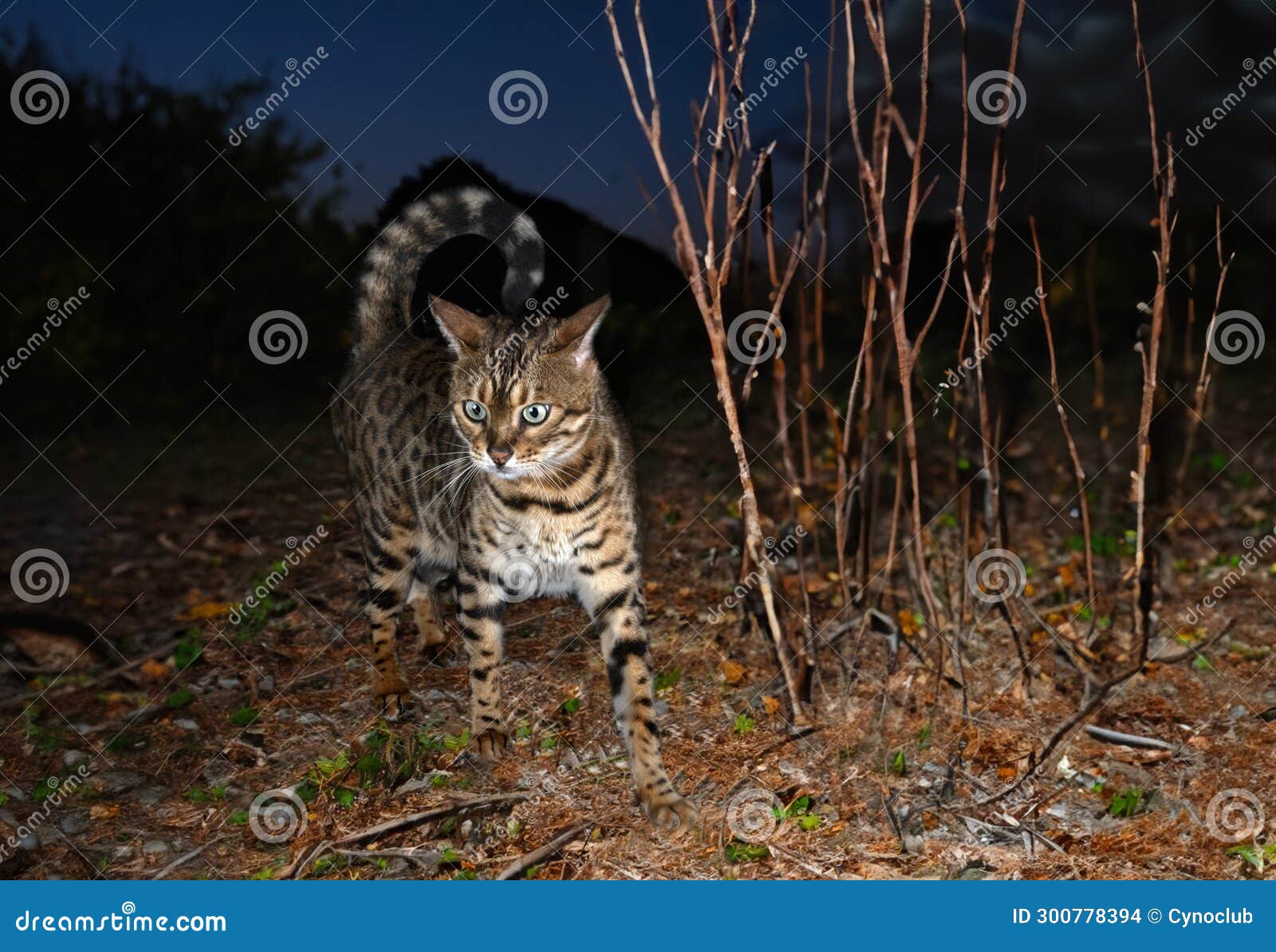 Bengal cat in night stock photo. Image of kitten, forest - 300778394
