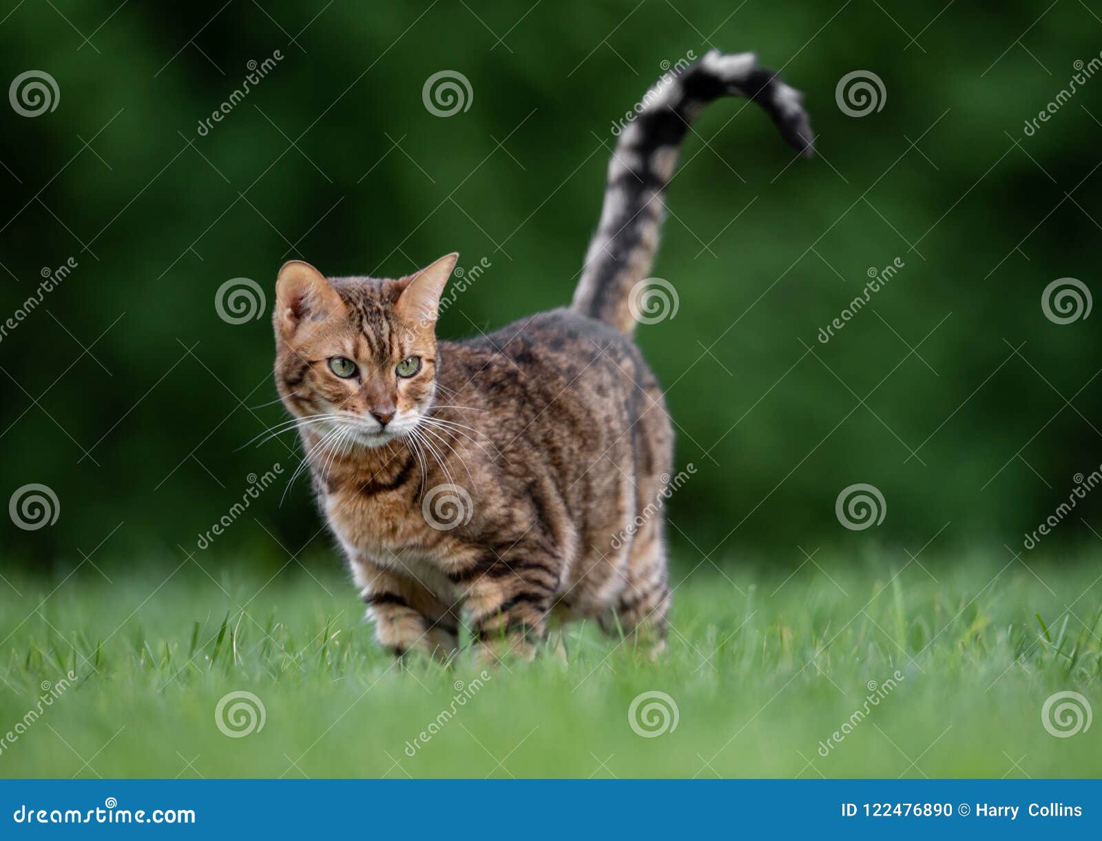 Bengal Cat Outise stock photo. Image of island, beautiful - 122476890