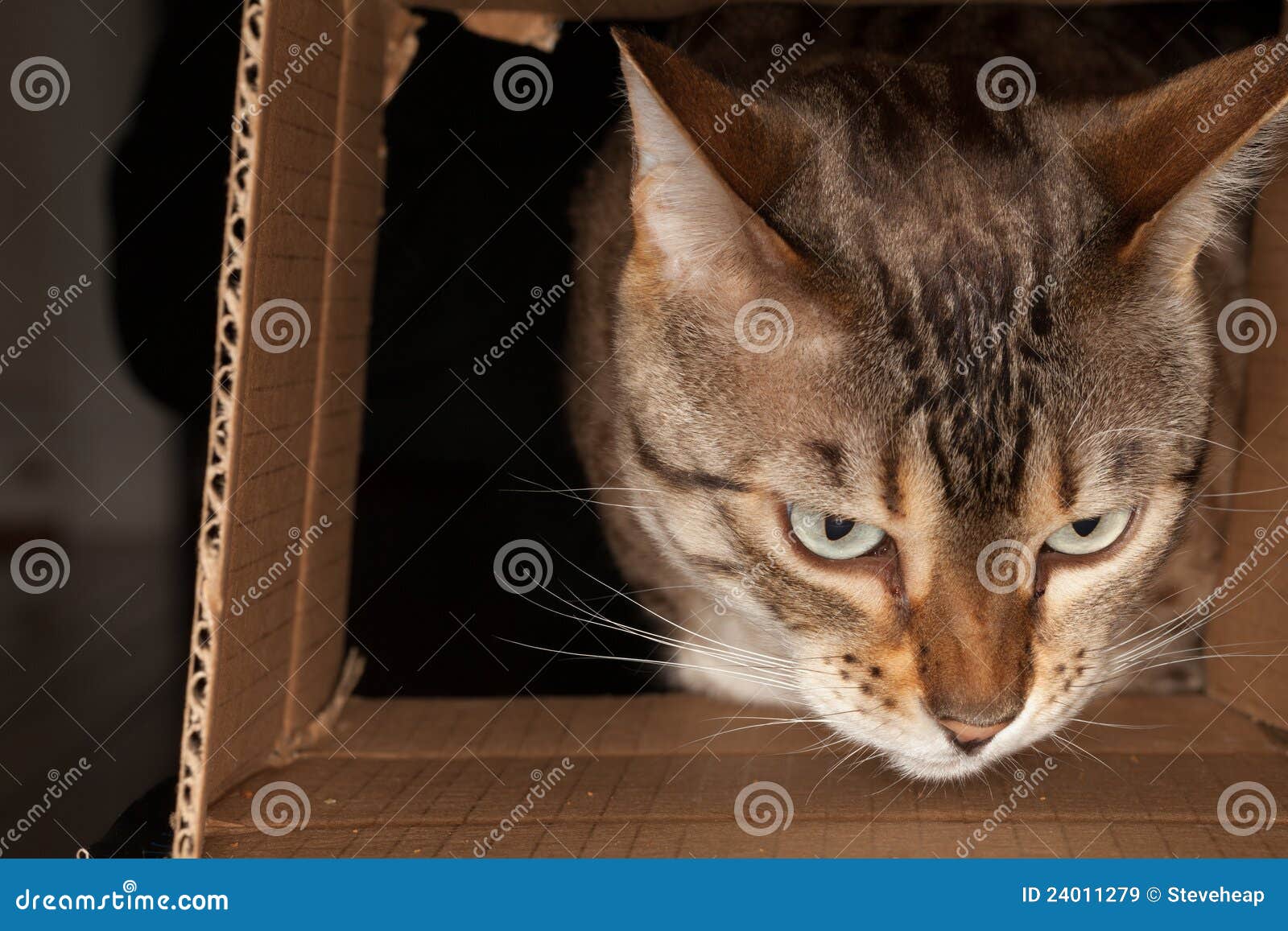 Bengal Cat Peering through Cardboard Box Stock Image - Image of head ...