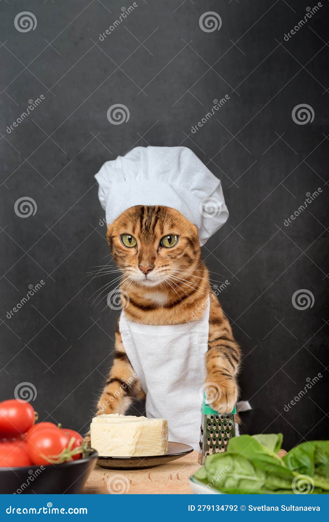 Bengal Cat is Preparing Food. Cat Cook Stock Photo - Image of isolated ...