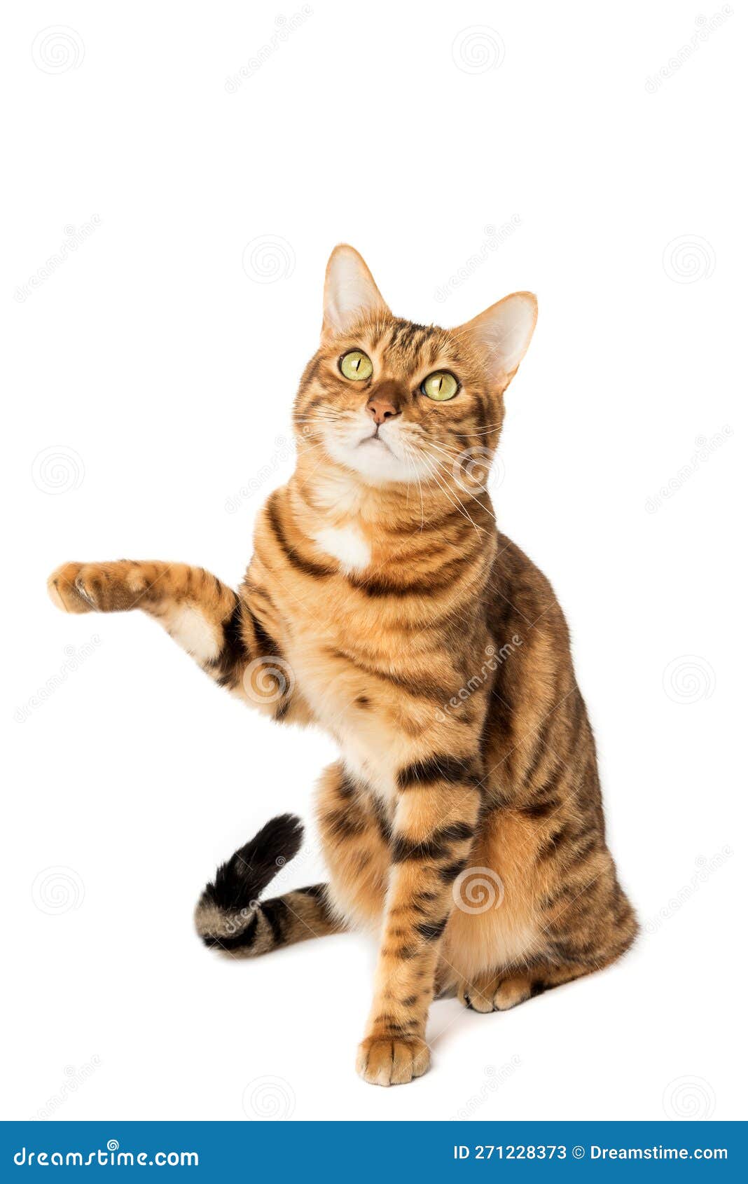 Bengal Cat with a Raised Paw on a White Background Stock Image - Image ...
