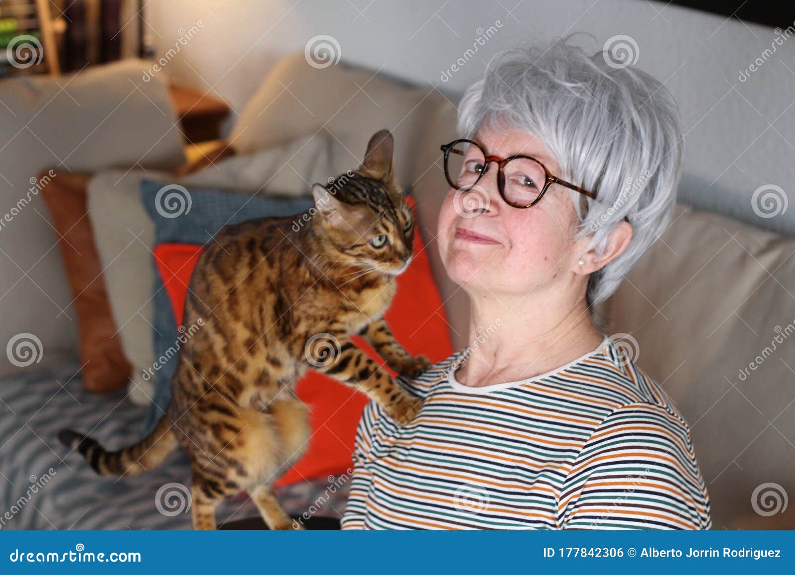 Bengal Cat Requesting Some Attention Stock Photo - Image of fluffy ...