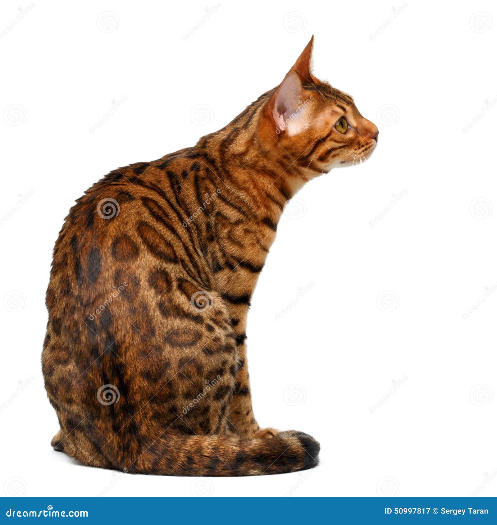 Bengal Cat Sitting Looking Right White Stock Photos - Free & Royalty ...