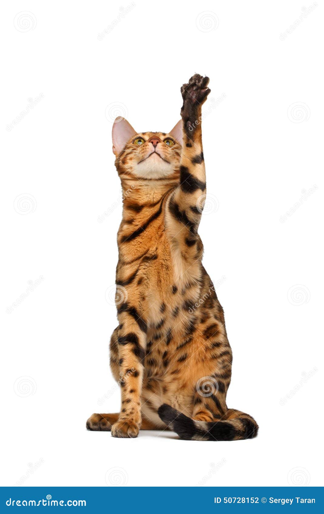 Bengal Cat Sitting and Raising Up Paw Stock Photo - Image of purebred ...