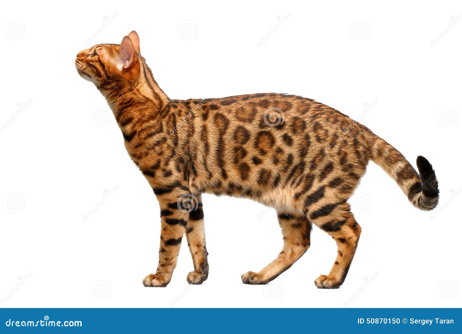 Cat Side View Standing