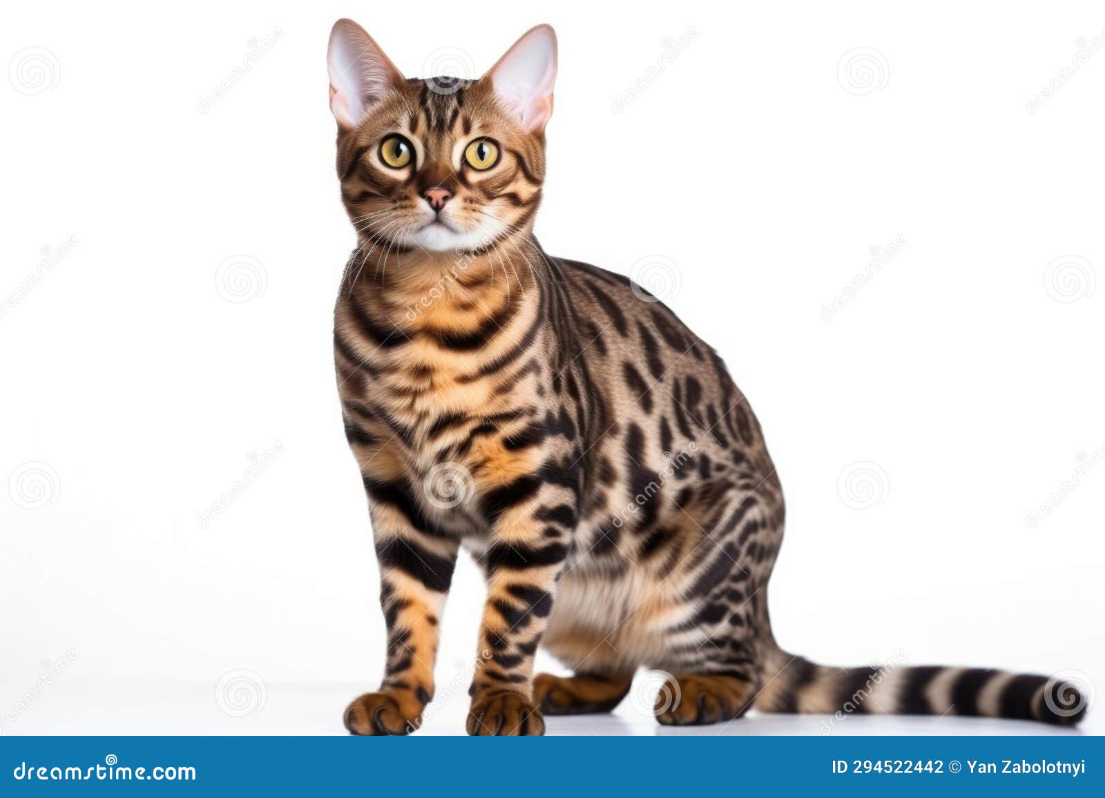 Bengal Cat Stands On A White Background Stock Illustration
