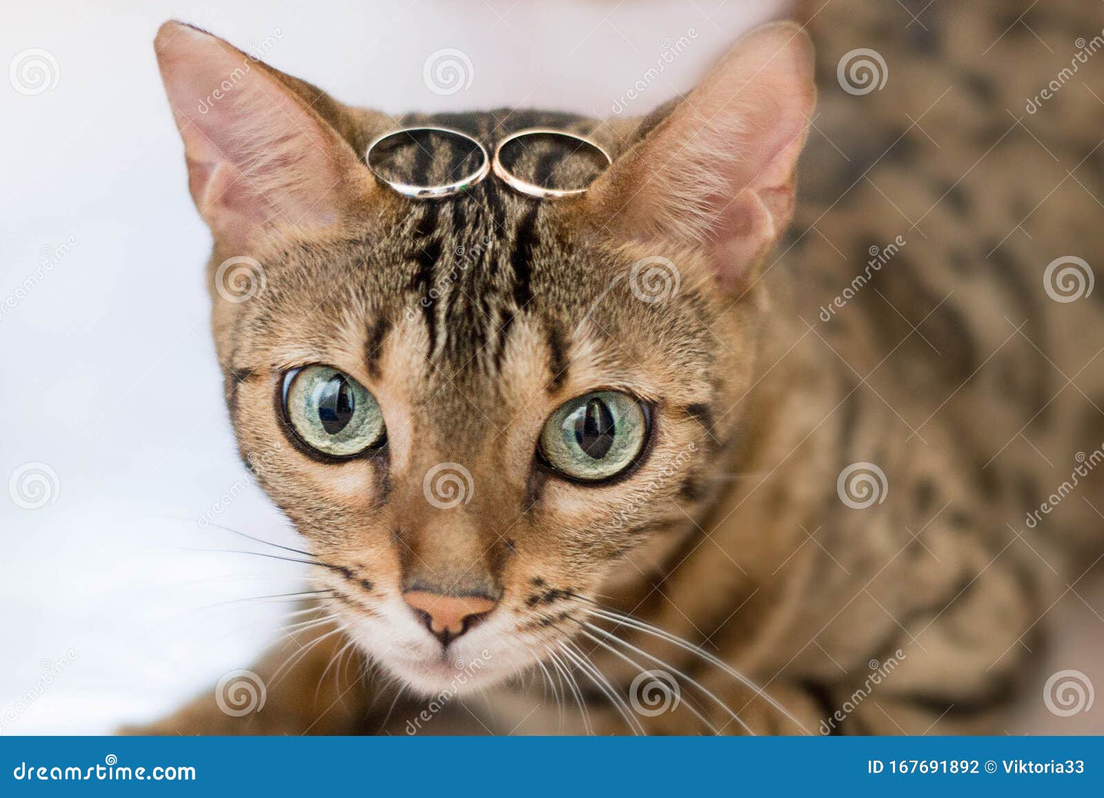 Bengal Cat with Wedding Rings on Head Stock Photo - Image of cute ...