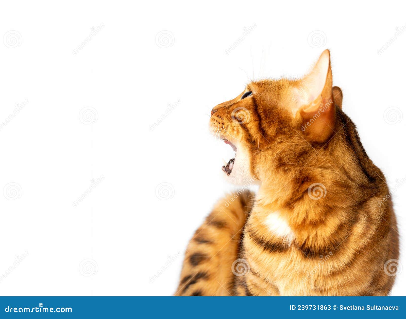 Bengal Cat with a Wide Open Mouth, Screaming or Meowing Stock Image ...